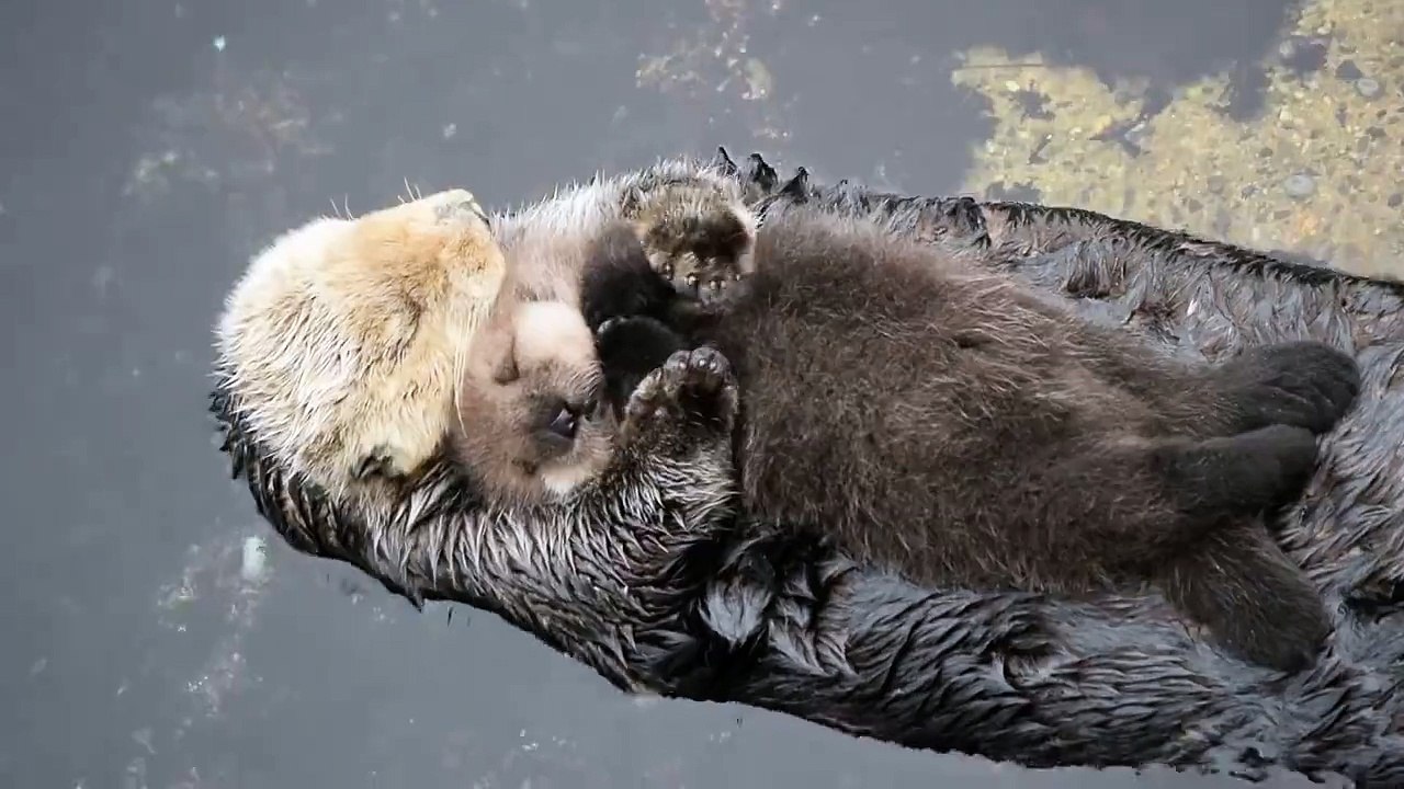 Un petit castor dort avec sa maman - Vidéo Dailymotion