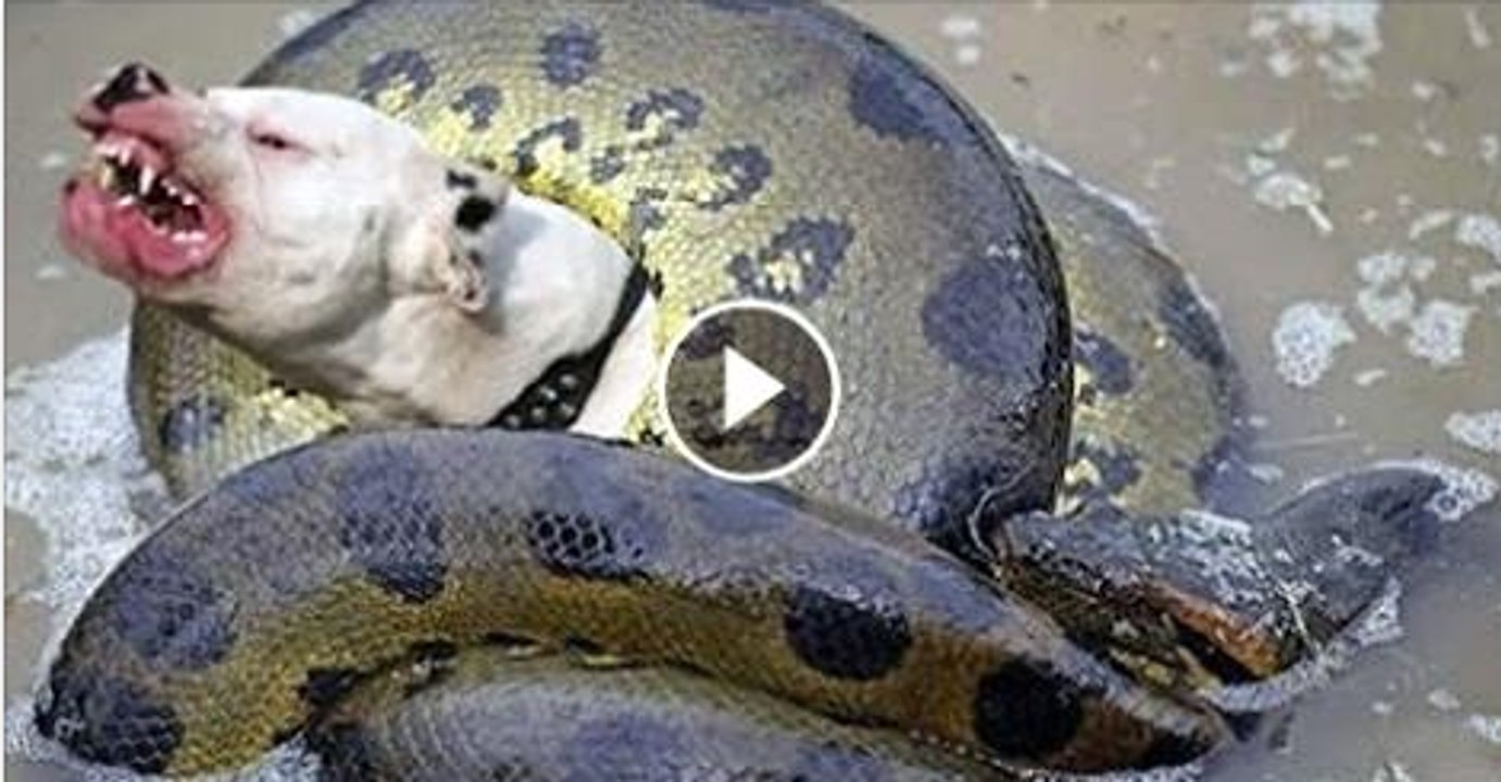 Giant Anaconda Snake VS Dog -Watch Video Real Fight - video Dailymotion