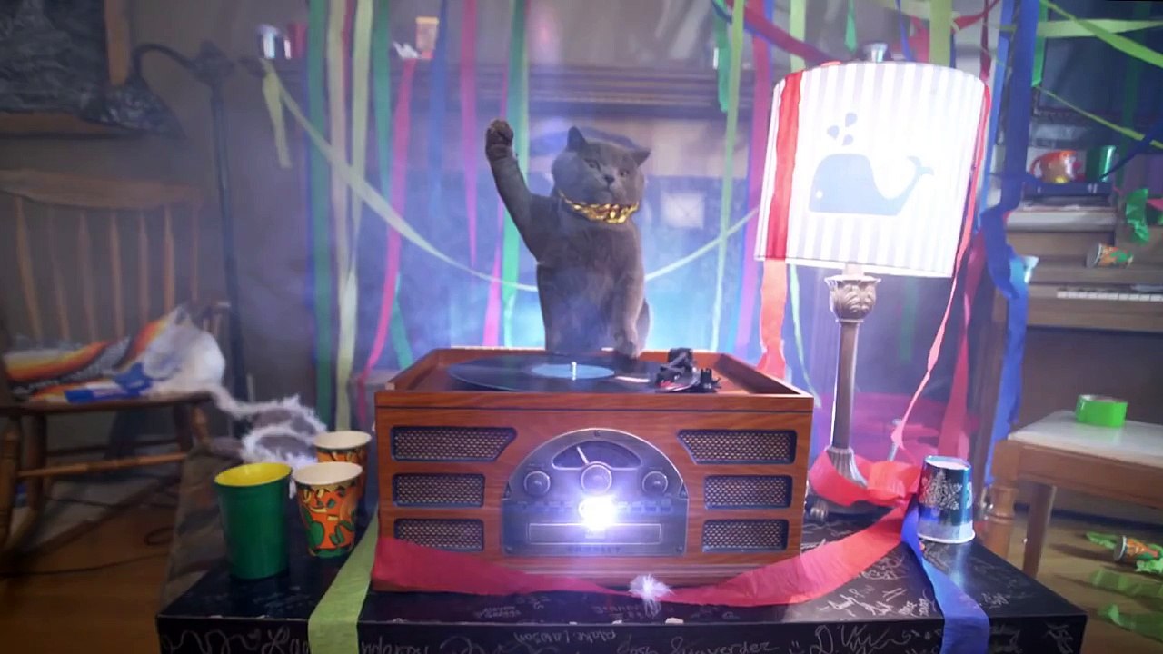 Epic Cat House Party | truth x Aarons Animals - Dailymotion Video