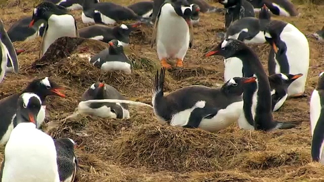 Super Mega Penguin Poo - Penguin pooping compilation - video Dailymotion