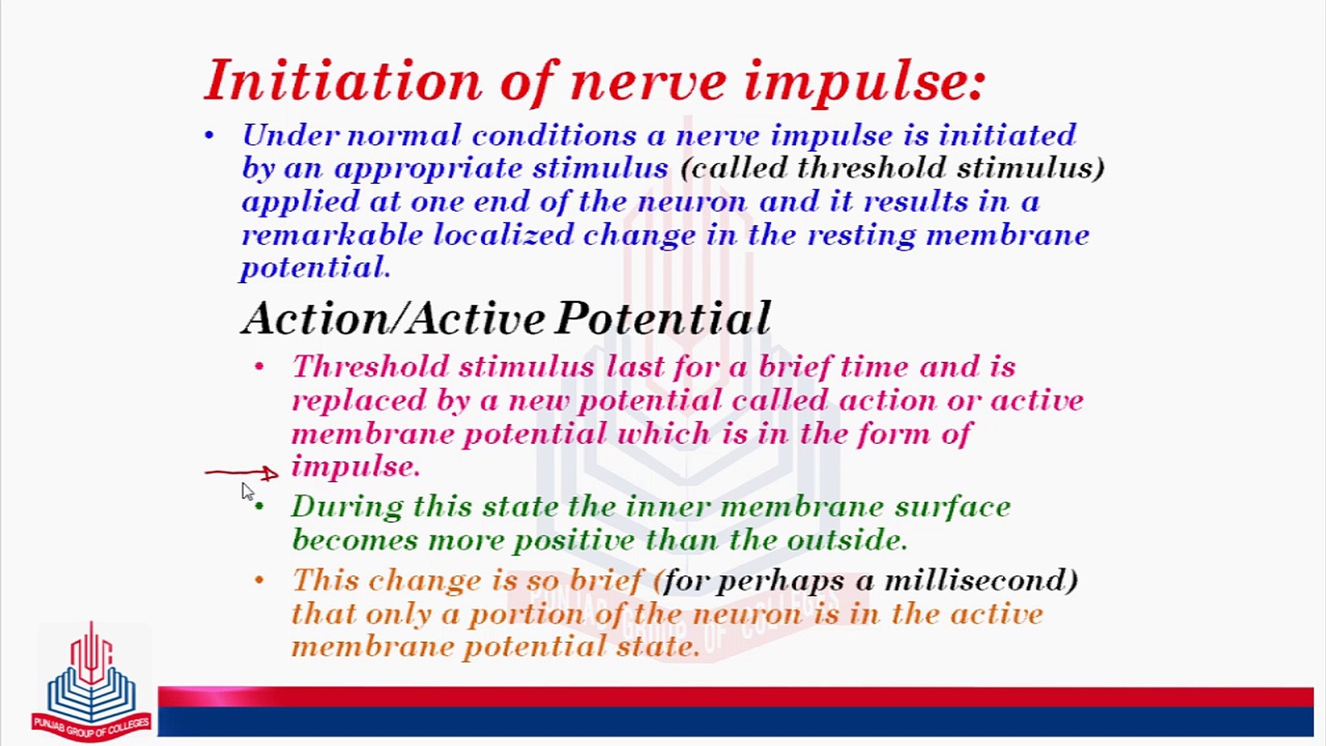 Nerve Impulse Action Potential