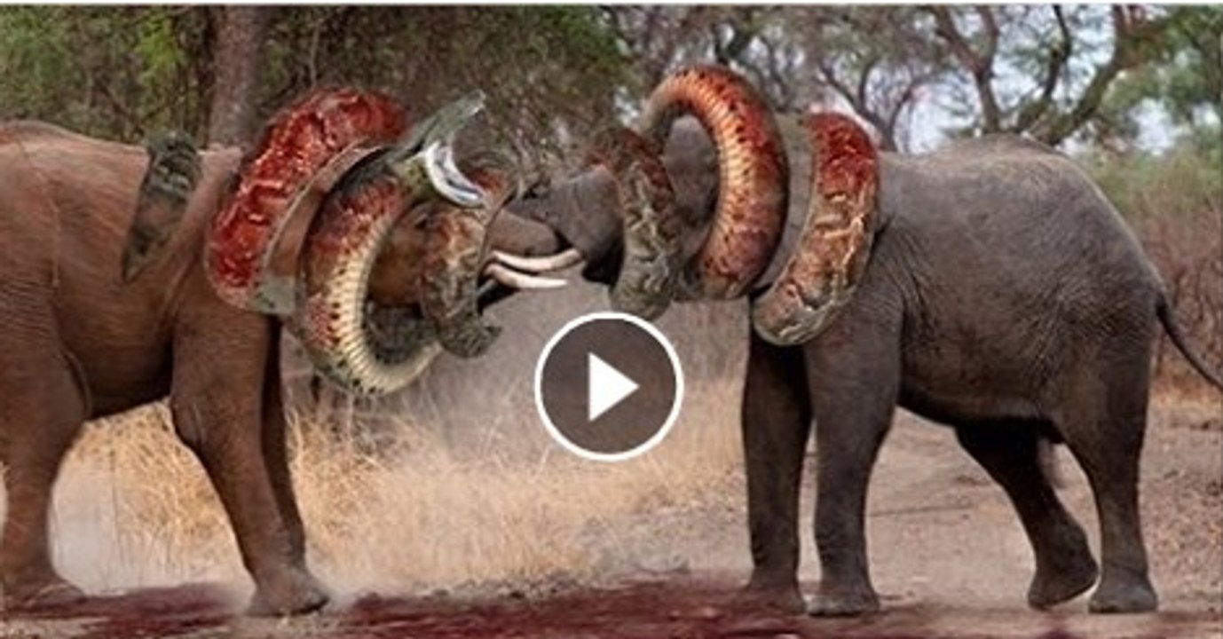 Amazing Wild Elephant and Anaconda Fight Watch Video - video Dailymotion