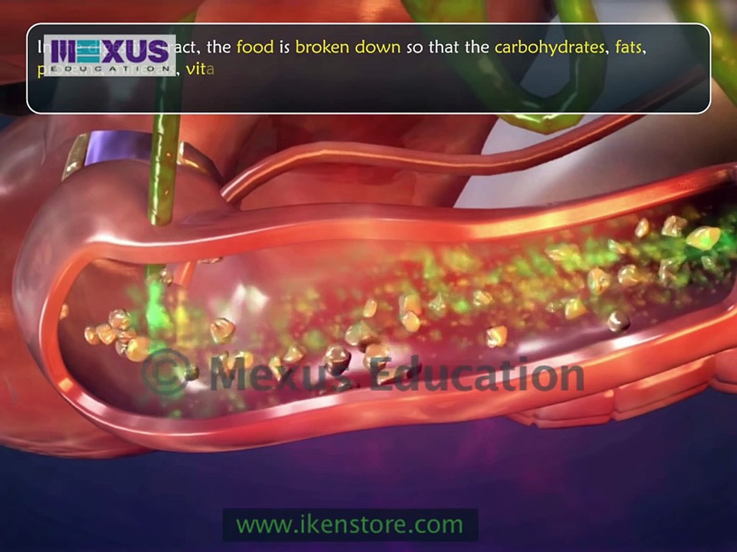 Human Digestive System Animation