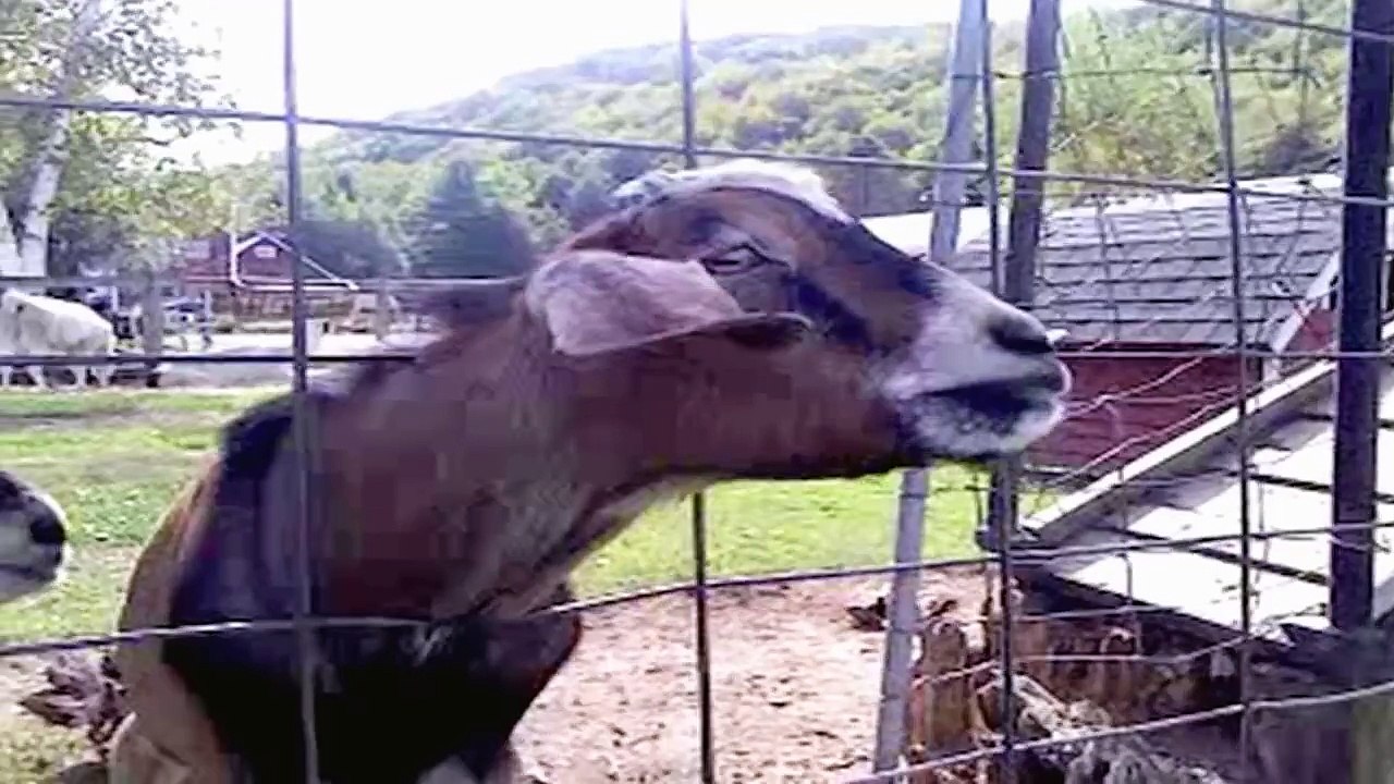Funny Goats Screaming like Humans - Dailymotion Video