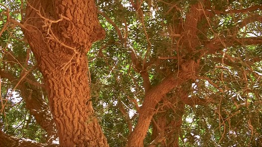 The Blessed Tree - Living Sahabi - Short Documentary - video dailymotion
