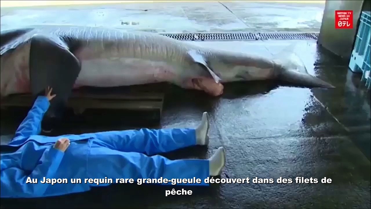 Au Japon un requin rare grande-gueule découvert dans des filets de ...