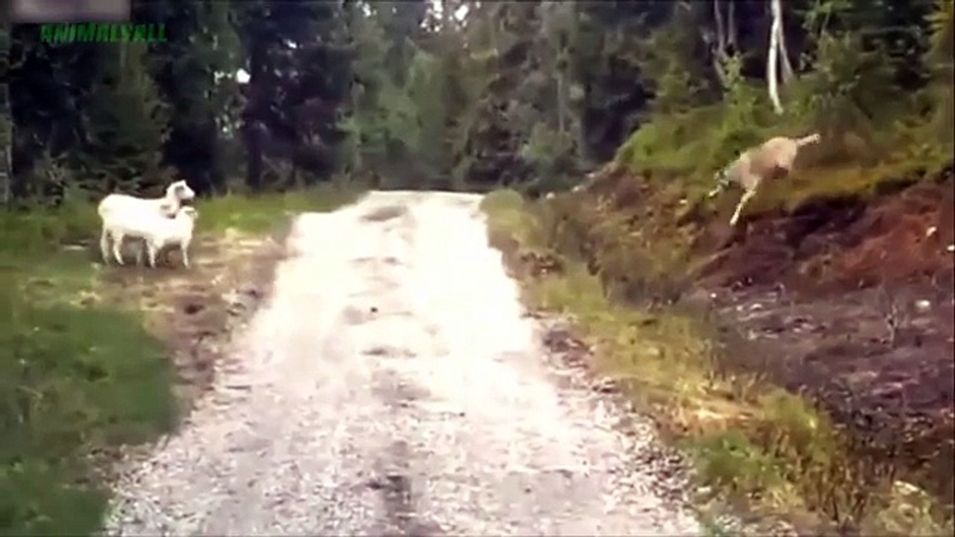 Wolf Attacking Sheep