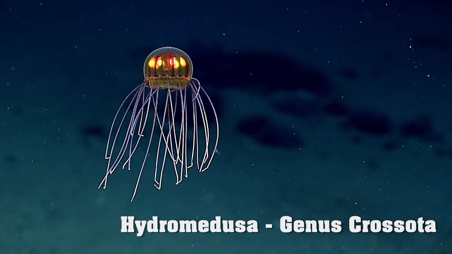 Mariana Trench Jellyfish Scientists Film A Jellyfish With A Belly Full