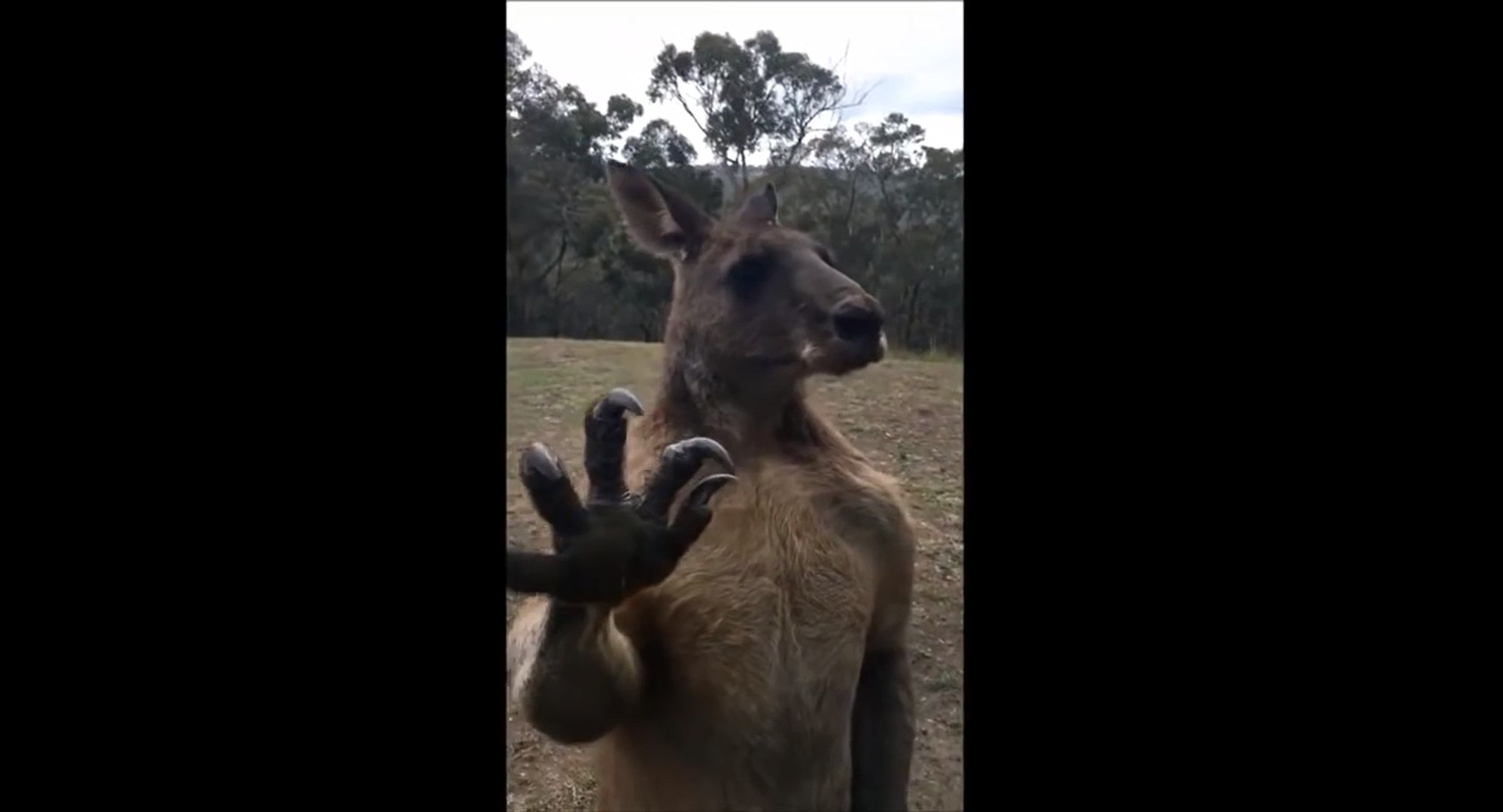Kangaroo Muscle Gif