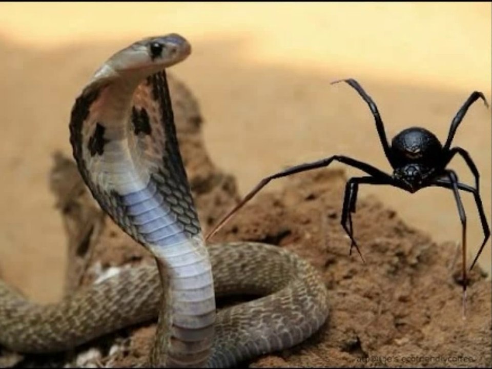 Incridible Fight Snake vs Spider On Real Animal Fight!! - video Dailymotion