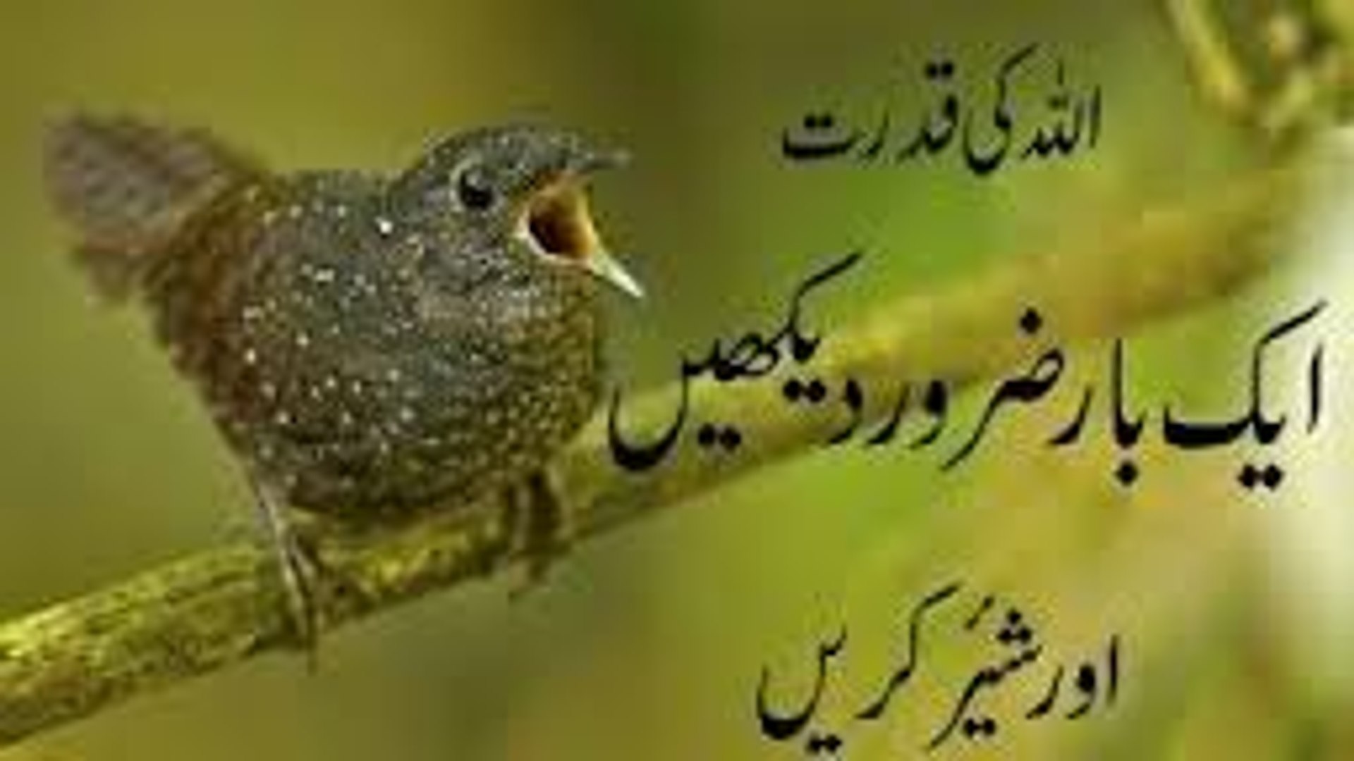 Muro Islámico Allah Ka Mojza Best Islam