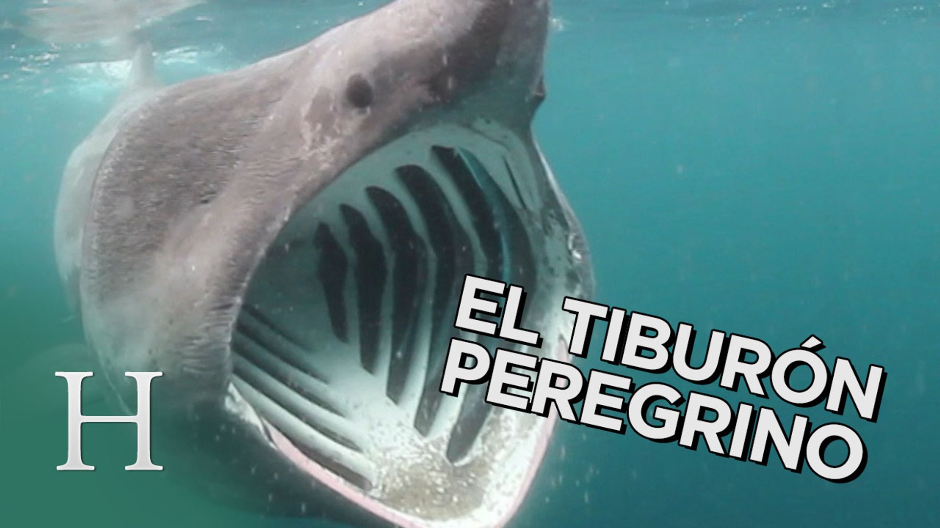 Tiburón Peregrino Ataca A Humano Tiburón