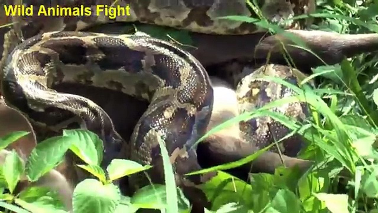 Biggest Python Snake Kills and Swallows Deer - Giant Anaconda - Most ...