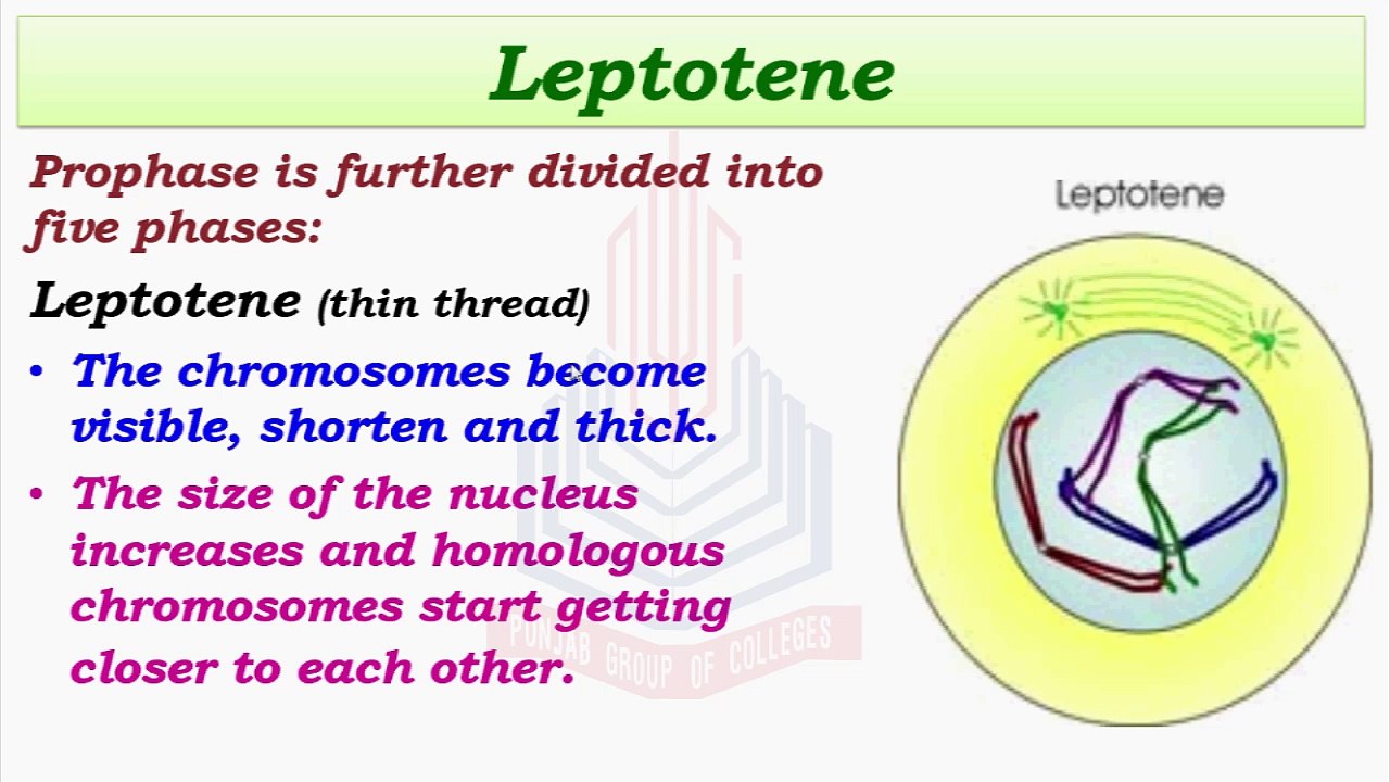 Leptotene - video Dailymotion