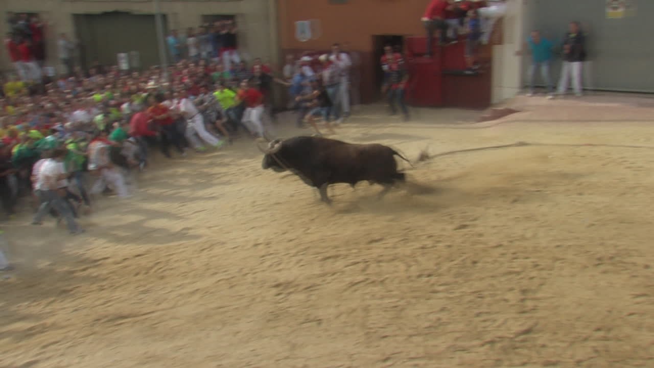 Wild Bull Charges into Crowd as Bullfighting Festival Kicks Off in ...