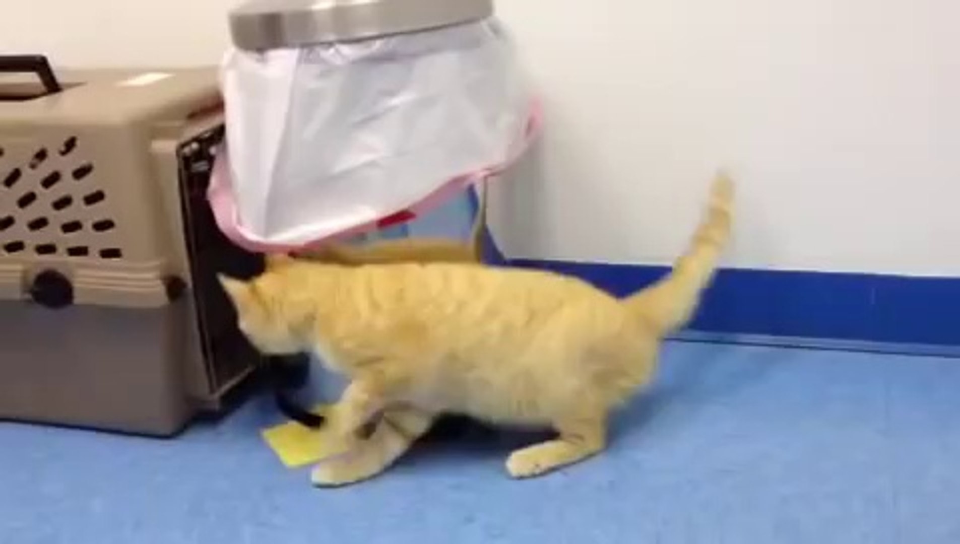 Chats Atteints De La Rage