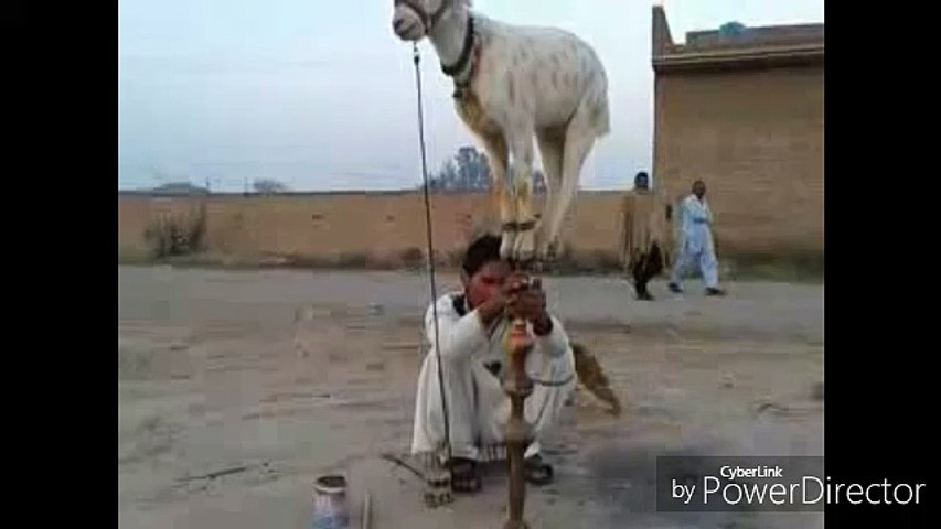 Funny Clips videos - Dailymotion