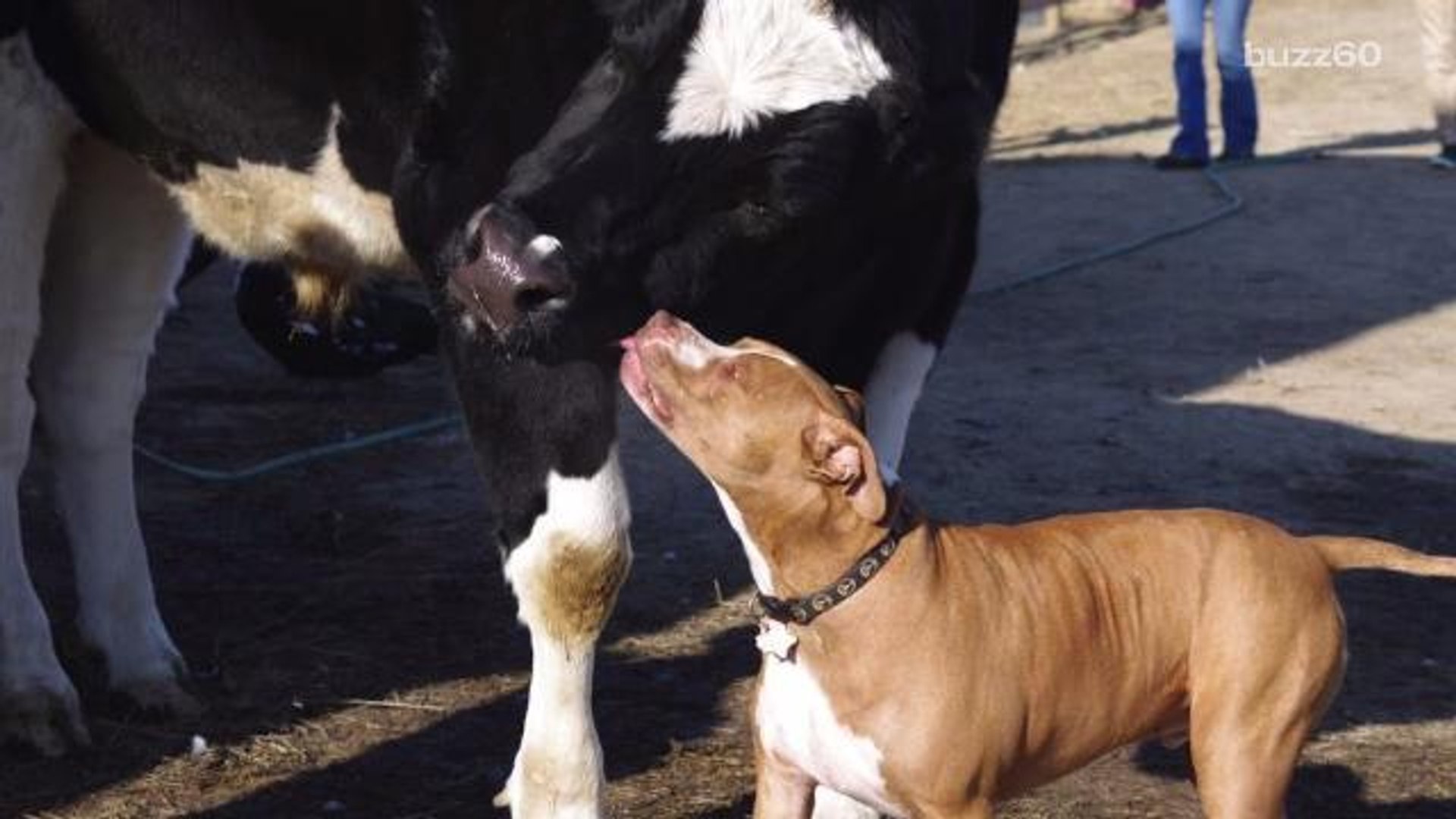 Cow Pit Bull Dogs