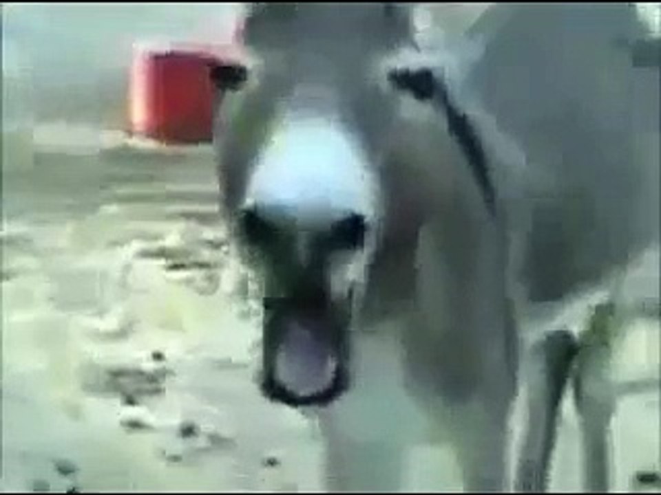 Burro riéndose - Vídeo Dailymotion