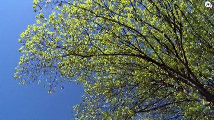 Vidéos de IC2MP - Dailymotion