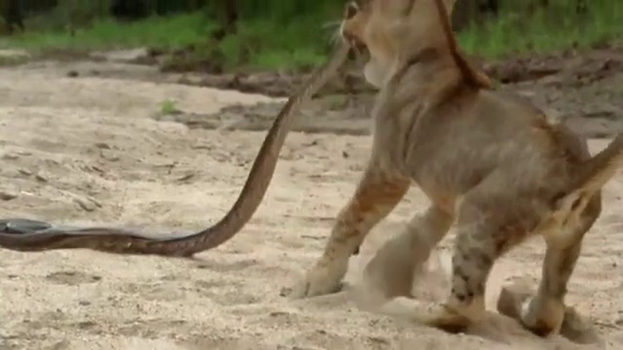 Python VS Lion - Python attack Lion - video Dailymotion