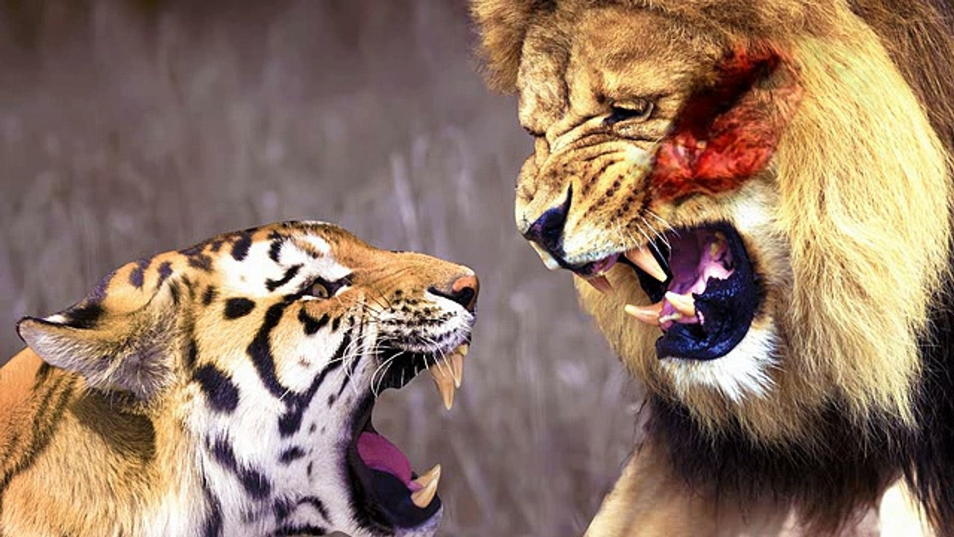 Tiger Vs Lion Fight Video