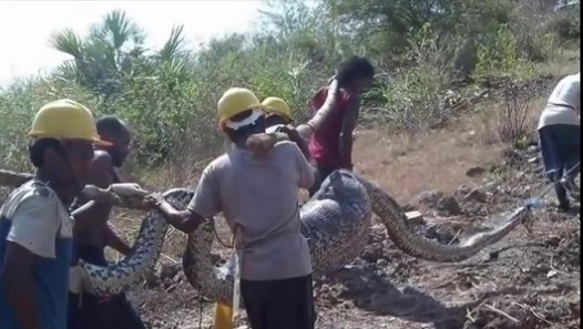 Most amazing wild animal attacks #4 - Biggest python snake attacks ...