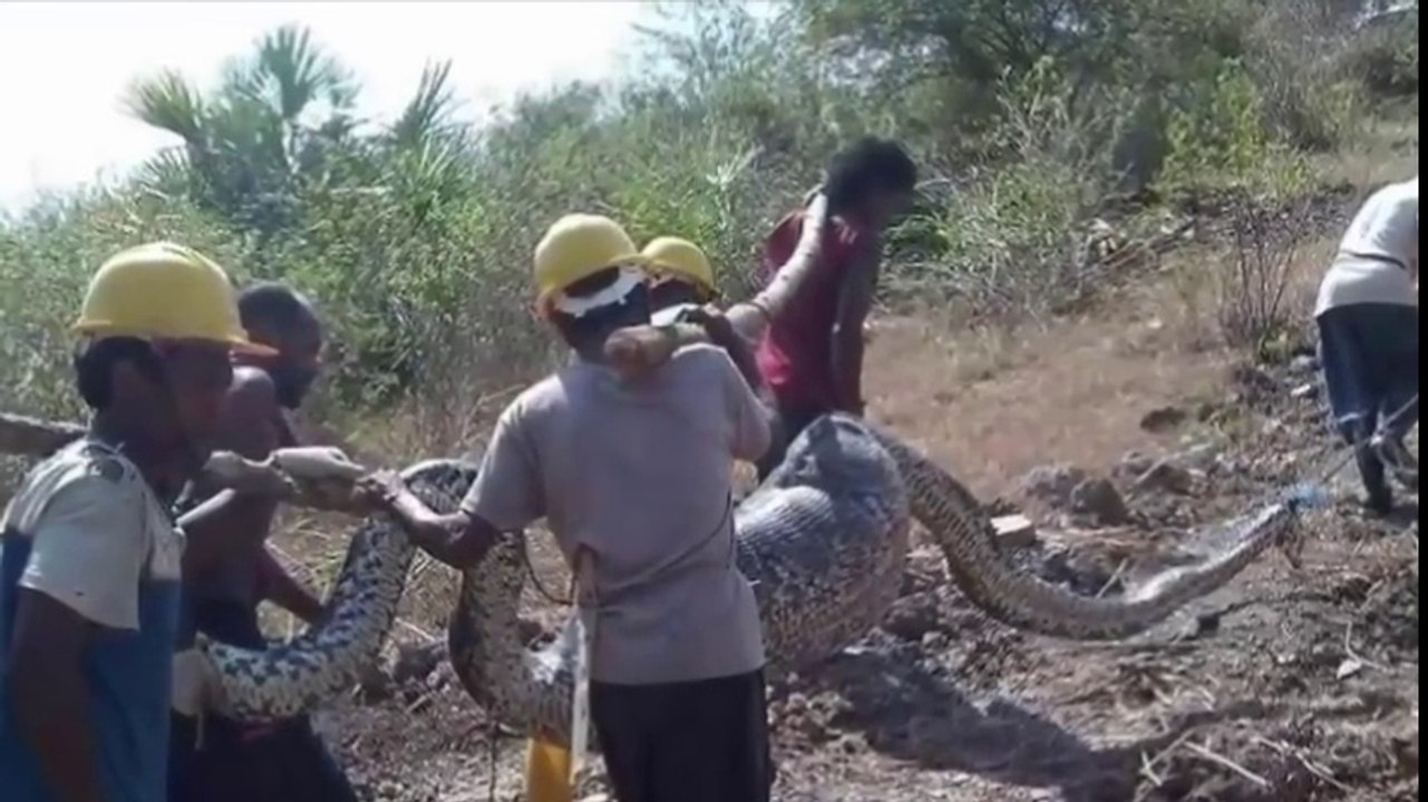 Most amazing wild animal attacks #4 - Biggest python snake attacks ...