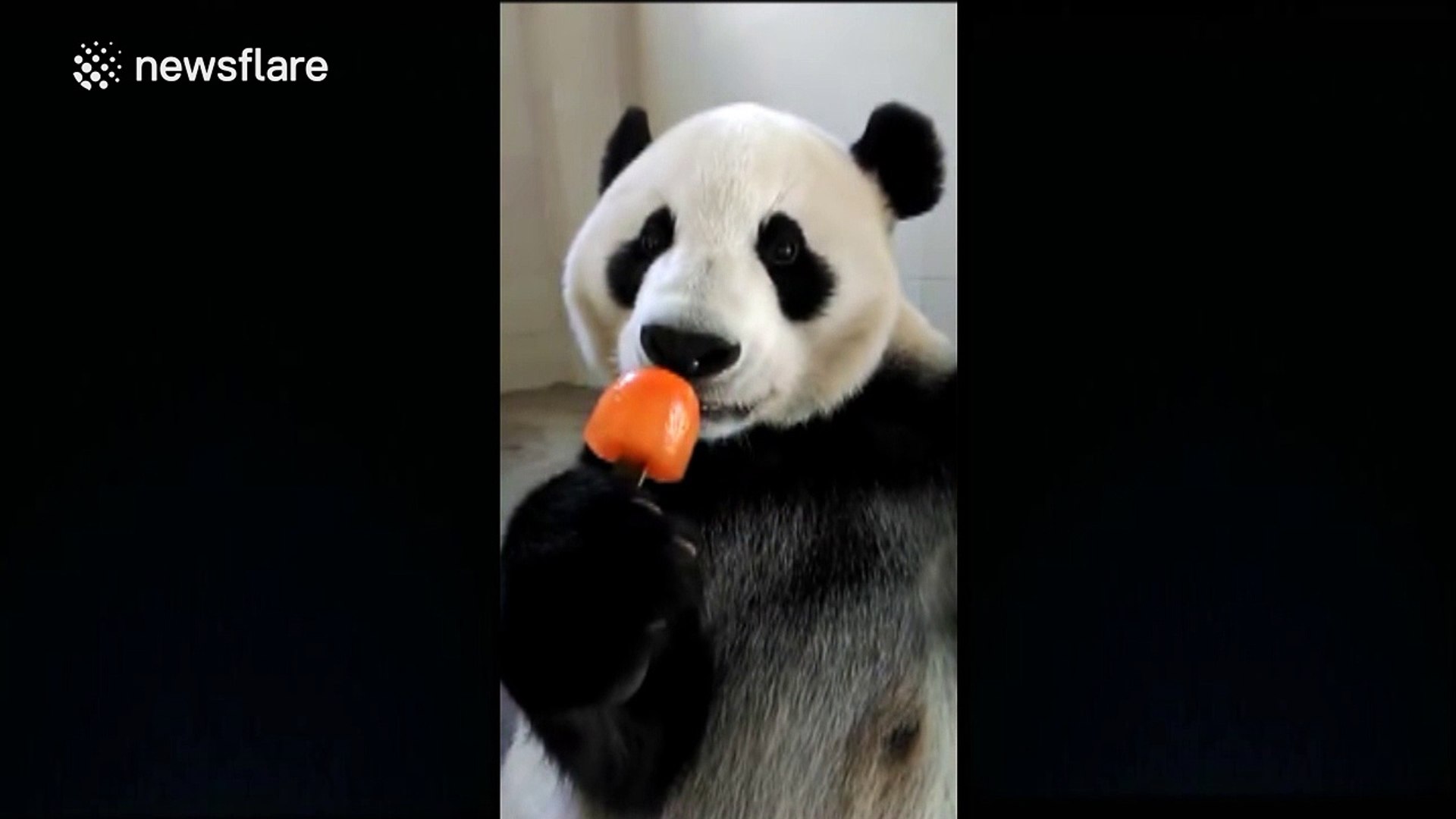 Pandas Eating Ice Cream