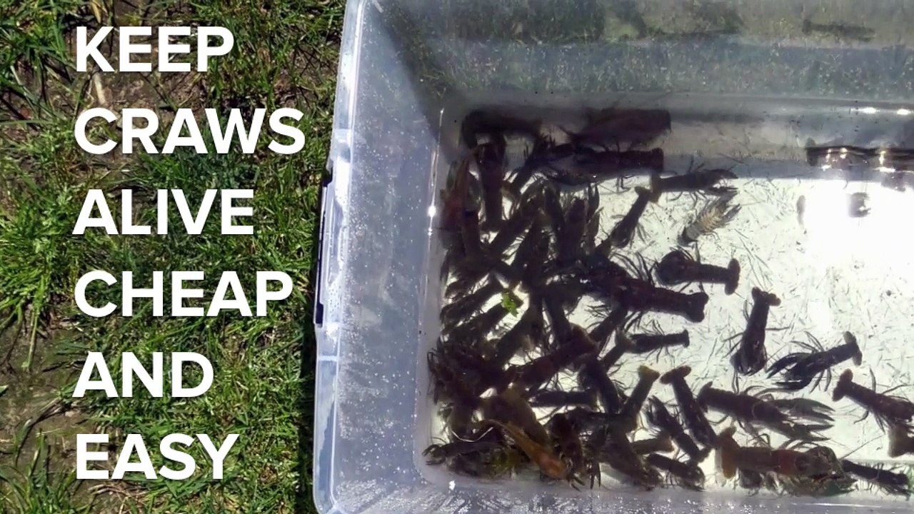 Sportsman's Notebook: How to Keep Crawfish Alive - video Dailymotion