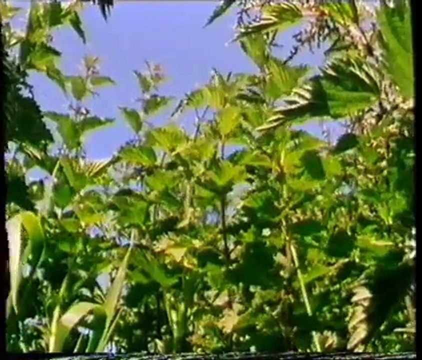 the really wild show - video Dailymotion