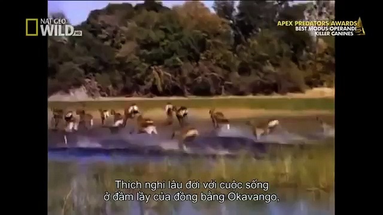 [Incredible Documentary] Wild Dogs Hunting Wildebeest National ...