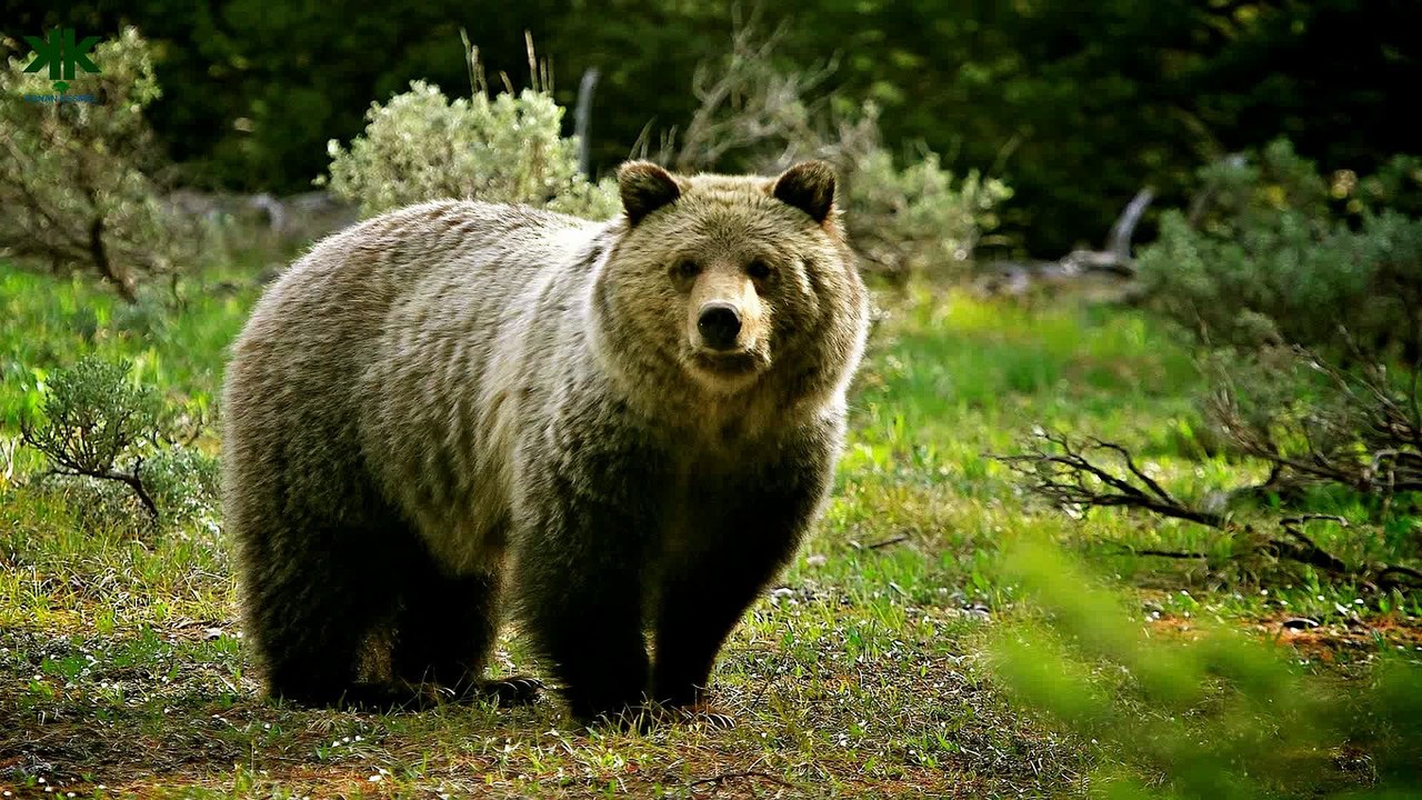 Vahşi Hayvanlar Kısa Belgesel - Dailymotion Video