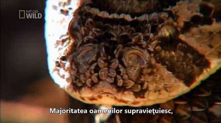 Animale feroce by Filme Documentare Subtitrate despre Natură - Dailymotion