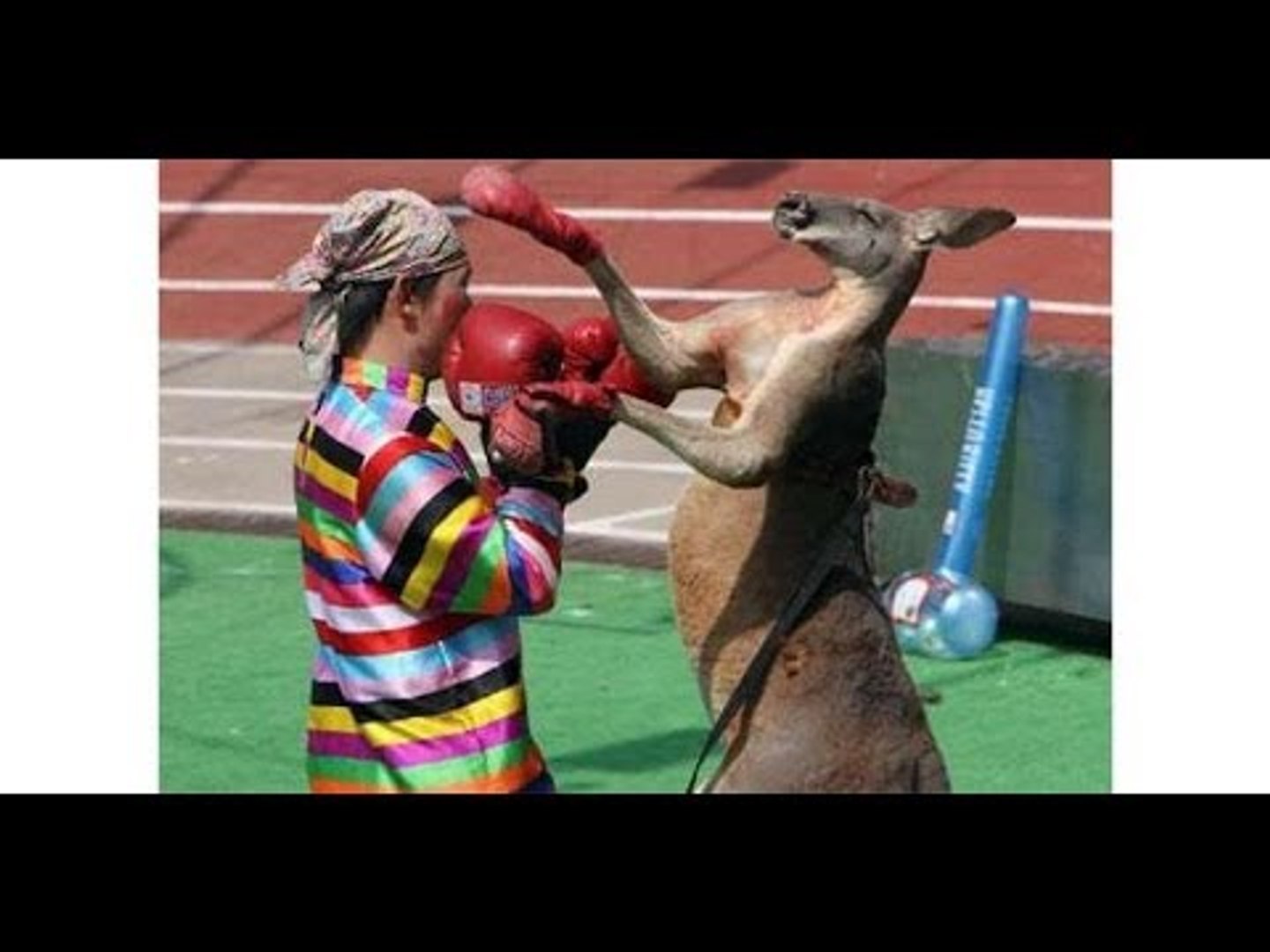 Kangaroo Boxing Human
