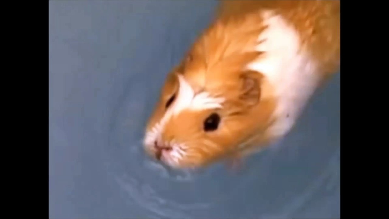 Guinea Pig Swimming Champion - video Dailymotion
