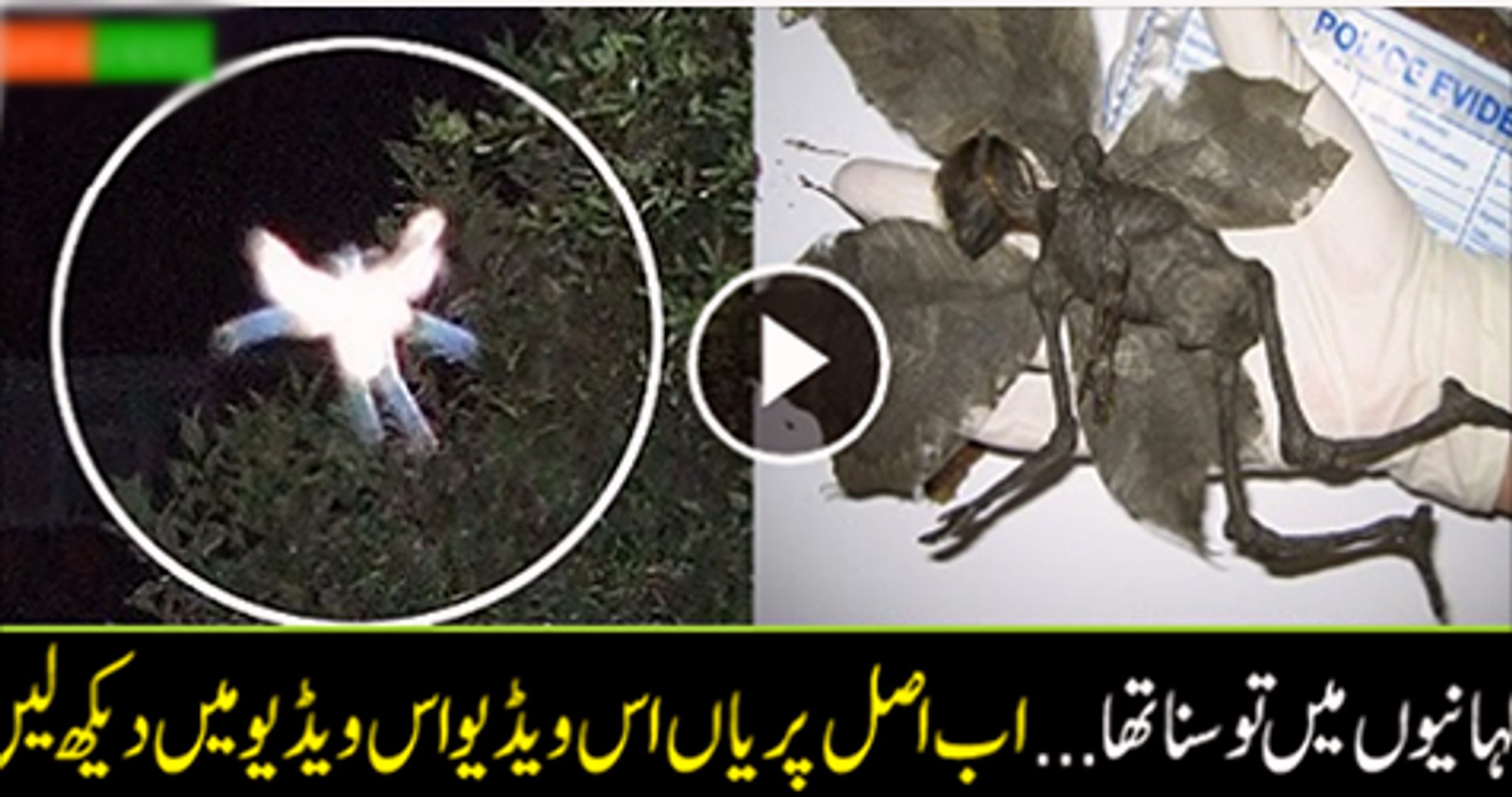 Real Life Fairies Found