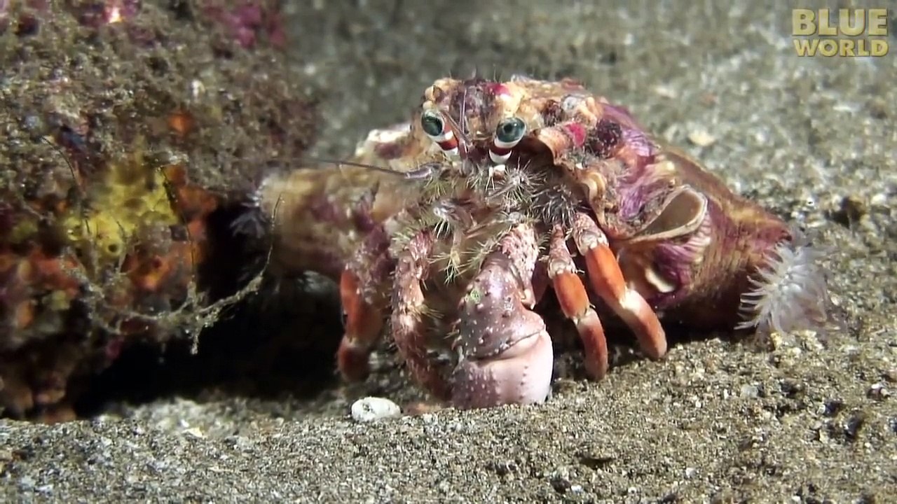 Ce bernard l'hermite change de coquille emporte avec lui ses anémones ...