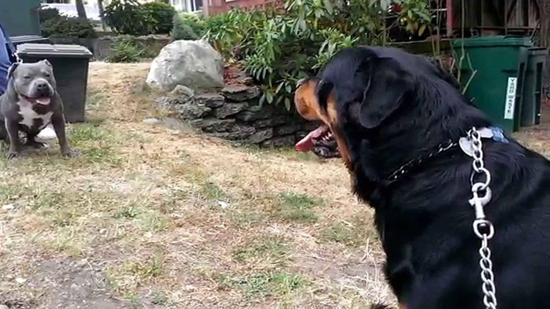 Pitbull Vs Rottweiler Video