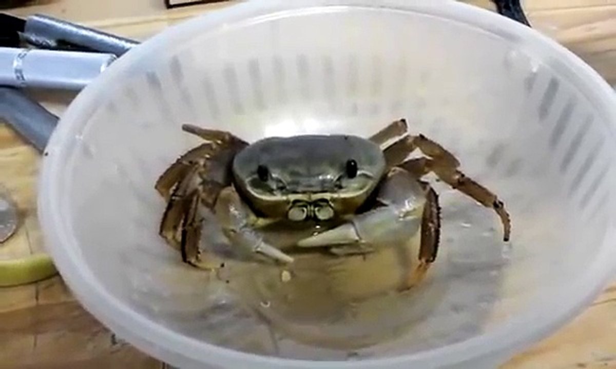 Insolite : lorsqu'un crabe domestique savoure une banane - Vidéo ...