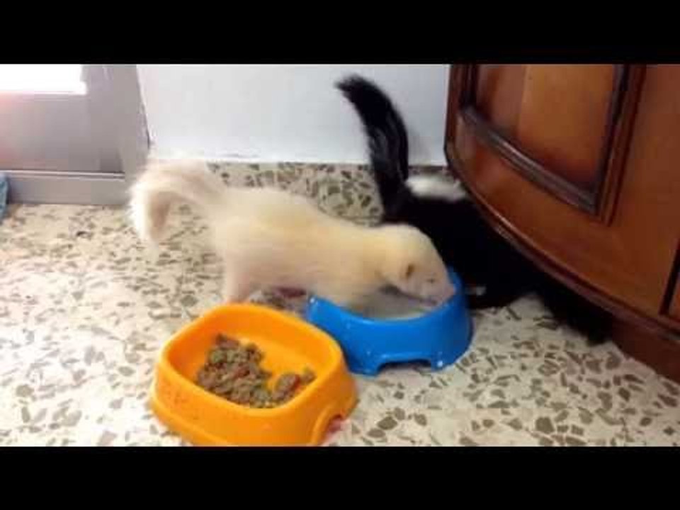 Baby Skunks Learn to Eat and Drink on Their Own - video Dailymotion