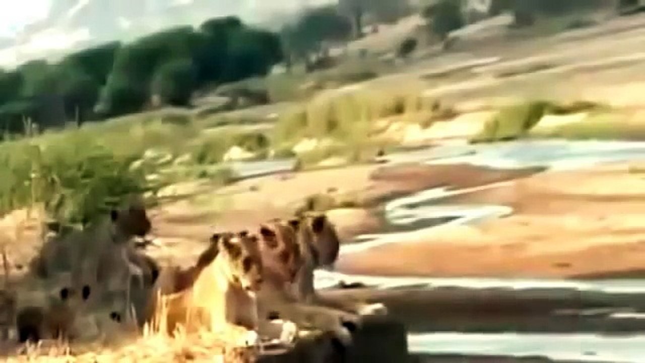 Leones Salvajes Cazando en África ( Documental de Animales ...