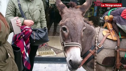 Insolite : il parcourt la France avec son ânesse | Le Télégramme