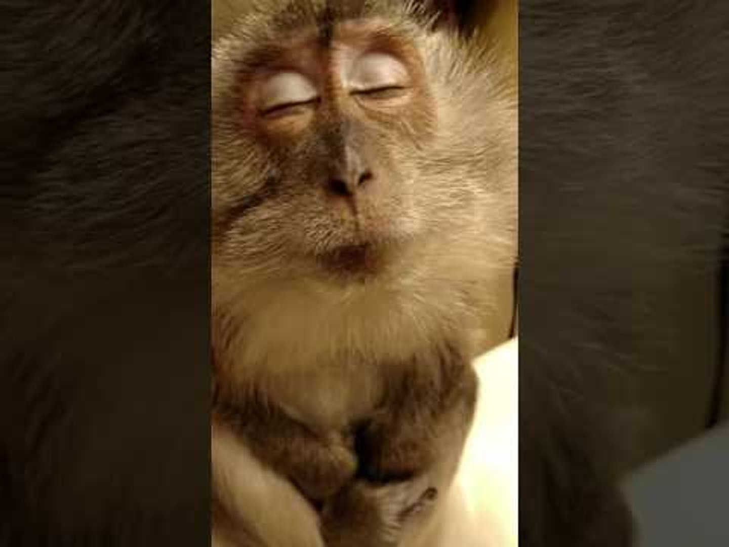 Monkey With Makeup Getting Hair Brushed | Makeupview.co