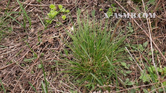 Видео Sarah X-ASMR – Dailymotion