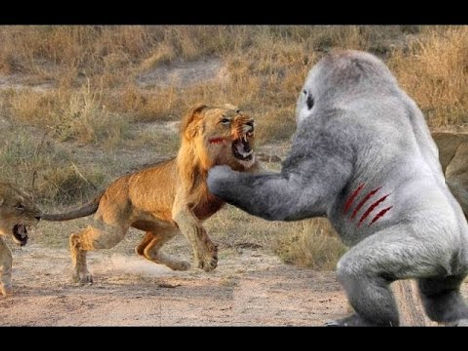 Most Amazing Wild Animal Fights - Lion vs Hyena, Crocodile,Rabbit,Goat ...