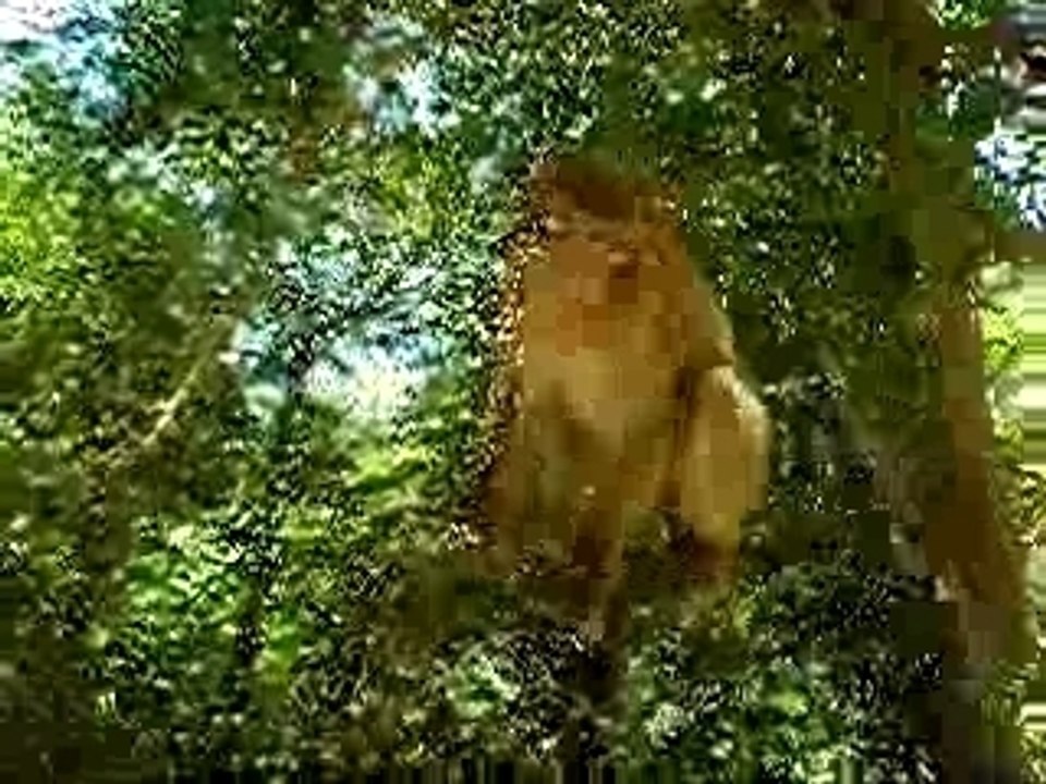 singe bejaia - Vidéo Dailymotion