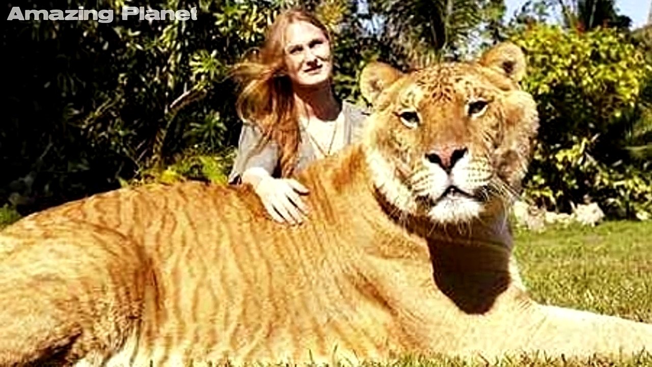Il felino più grande del mondo si chiama Hercules e pesa ben 418 kg ...