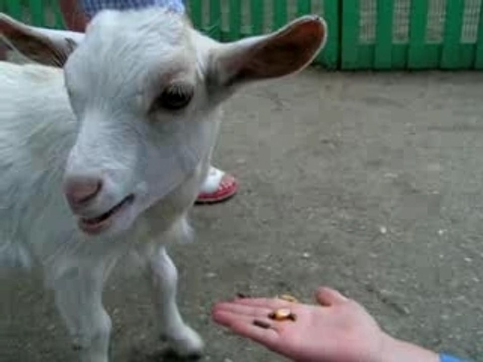 Biquette - Vidéo Dailymotion