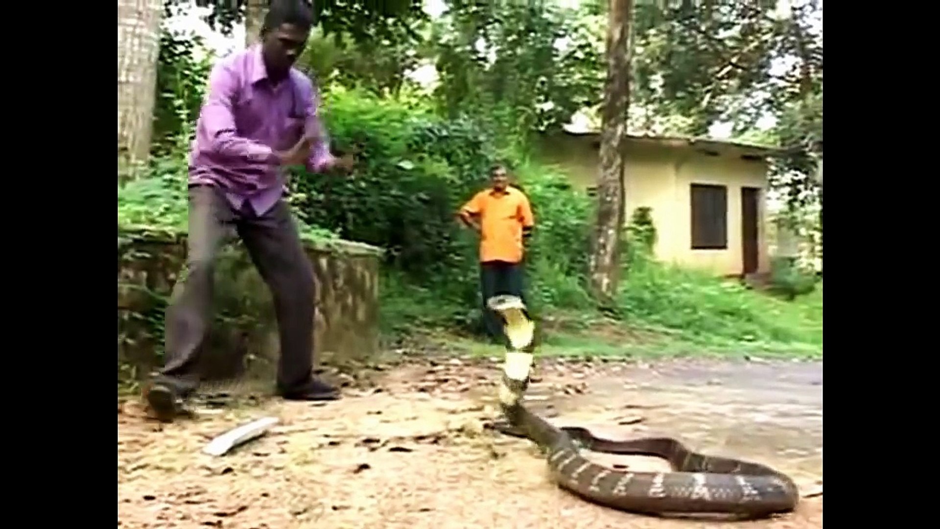Largest Cobra In The World